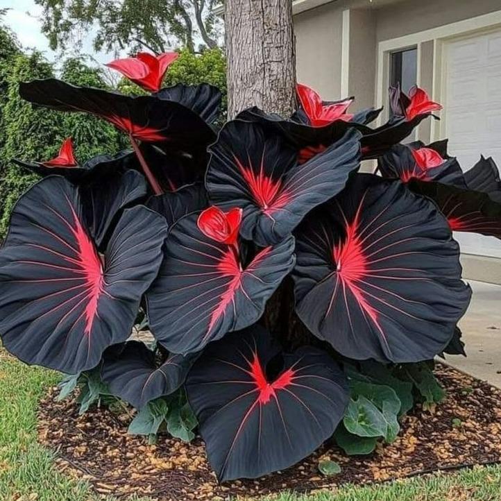 💝Rare Heirloom Giant Black Red Hosta Seeds
